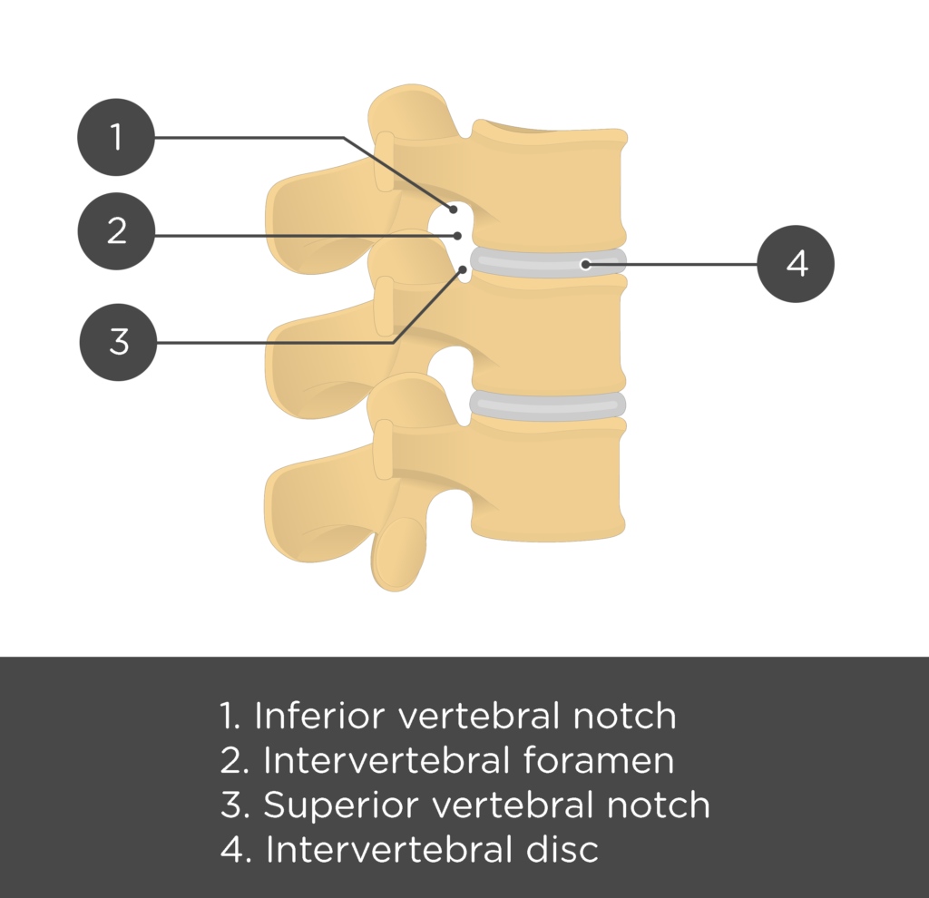 Lumbar Foramen