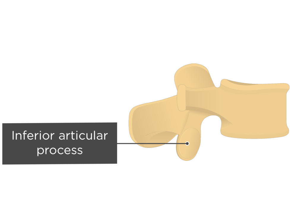 Inferior Articular Process Lumbar Vertebrae Anatomy