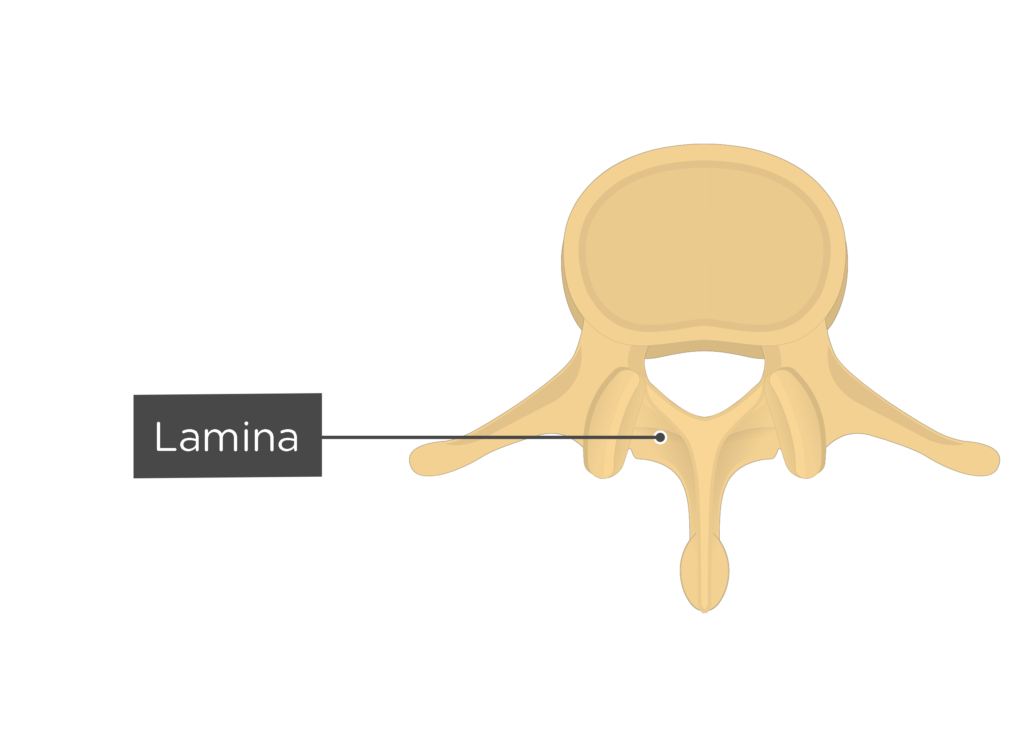 Lamina Spine