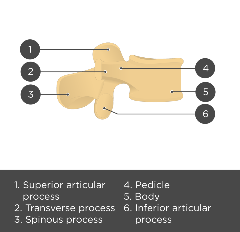 Lumbar Vertebrae Lateral View