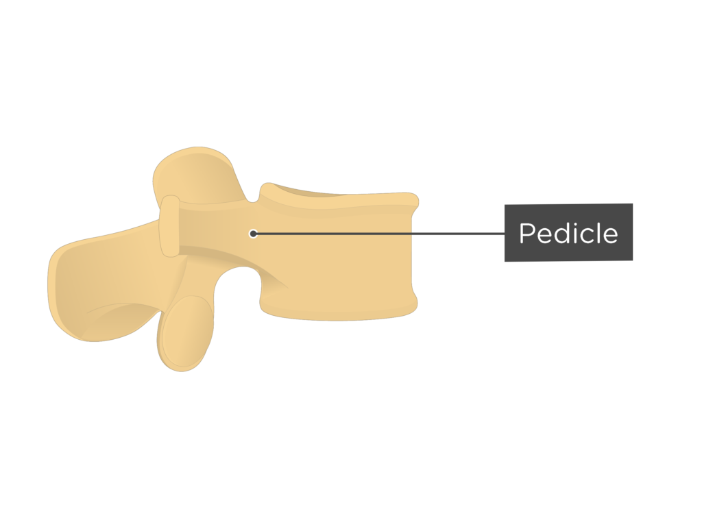 Lumbar vertebrae: anatomy and labeled diagram | GetBodySmart (2025)