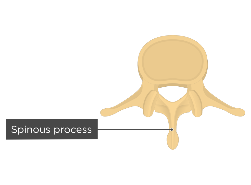 Lumbar vertebrae: anatomy and labeled diagram | GetBodySmart (2025)