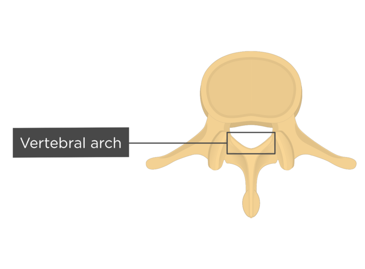 Lumbar vertebrae: anatomy and labeled diagram | GetBodySmart