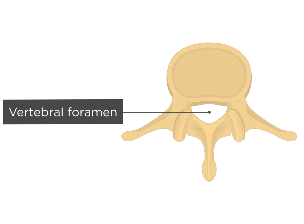 Vertebral Foramen