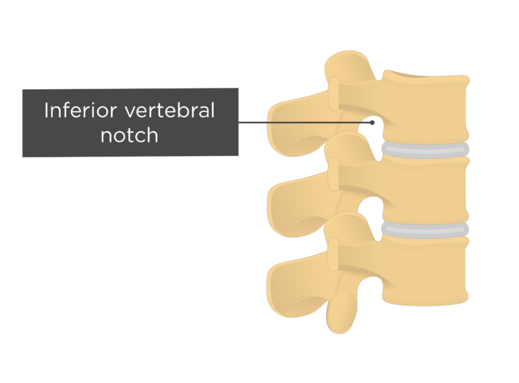 Lumbar vertebrae: anatomy and labeled diagram | GetBodySmart
