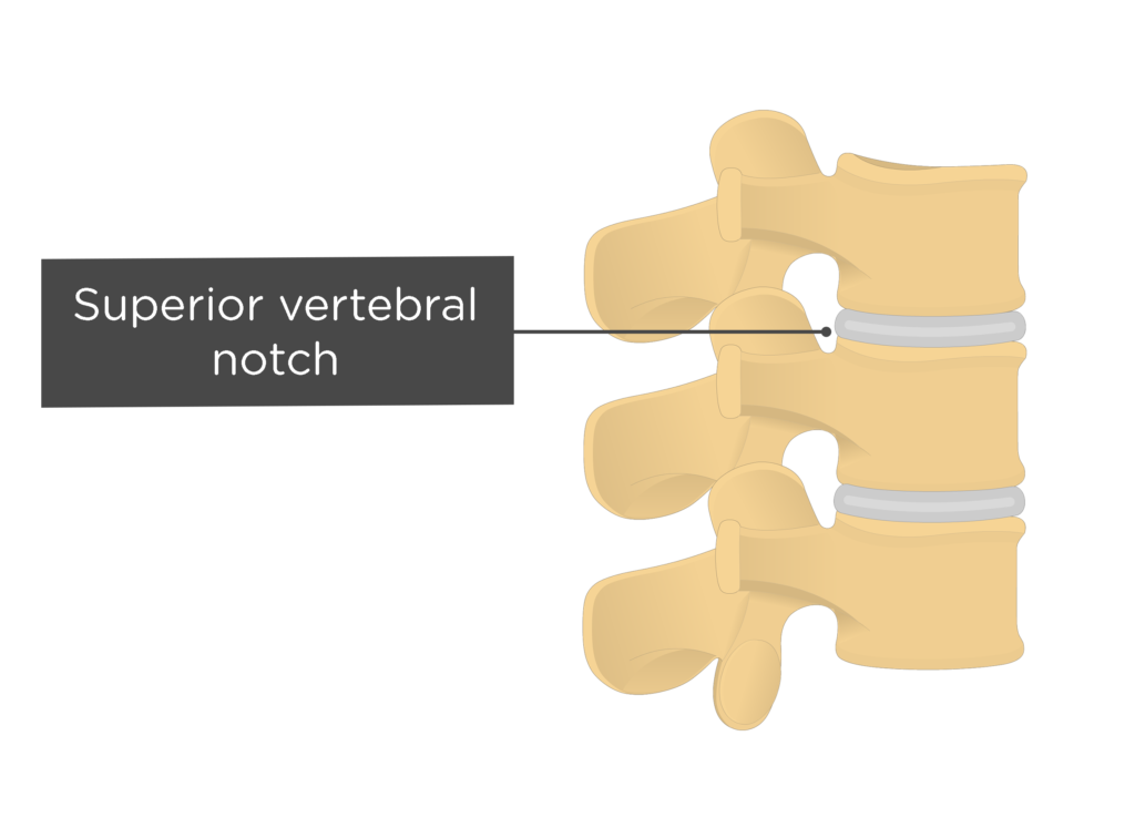 Superior Vertebral Notch