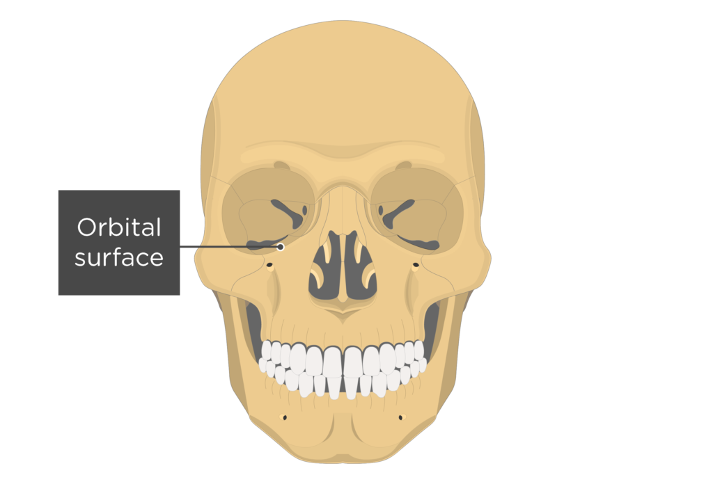 Maxilla Bone Labeled