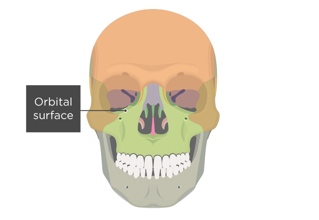Orbital Bone Anatomy