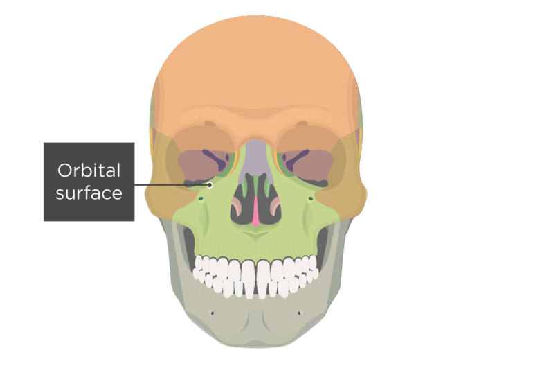 Maxilla bone: anatomy and diagram | GetBodySmart