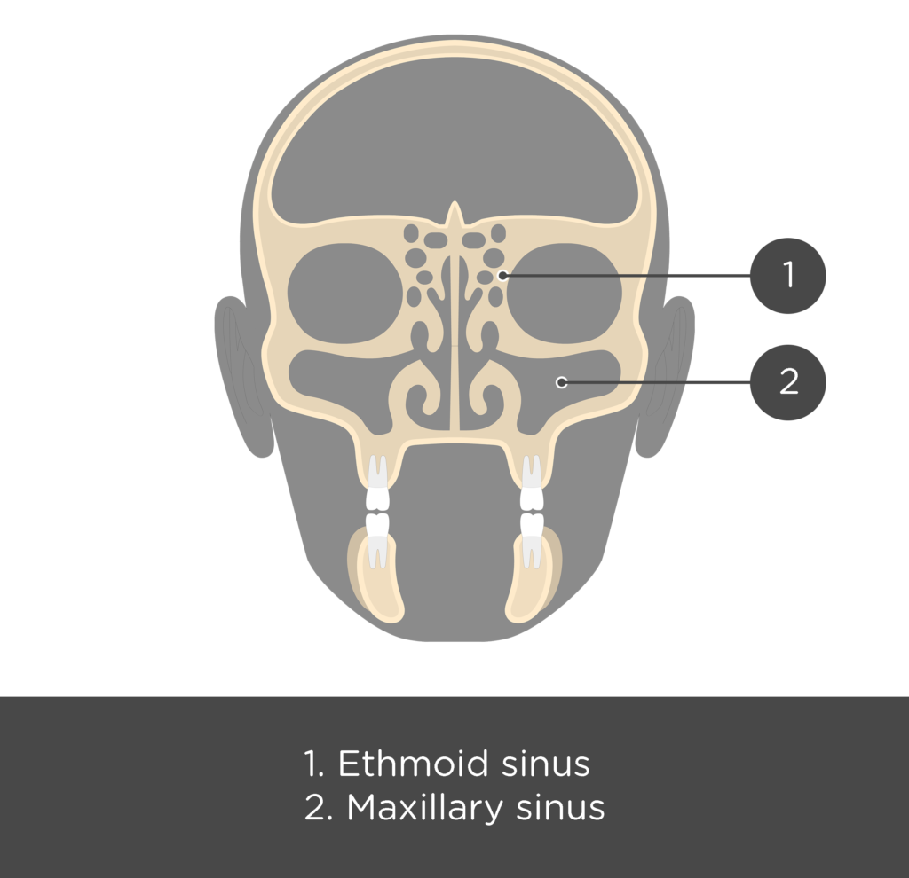 Four Bones Containing Paranasal Sinuses
