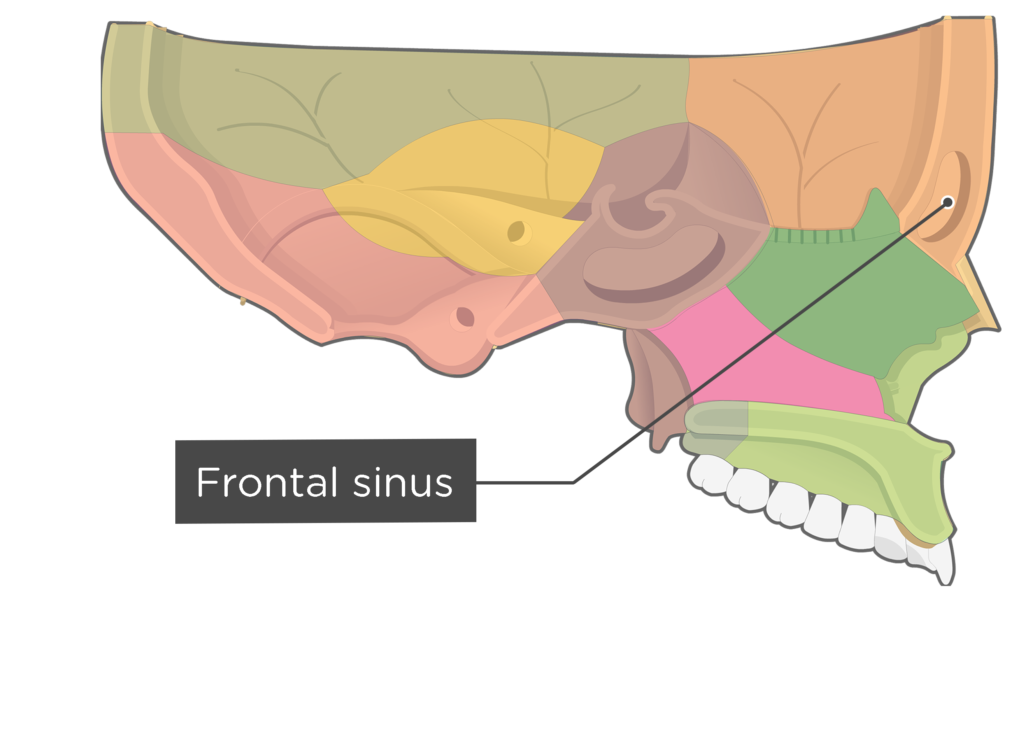 Sagittal Ethmoid Sinus