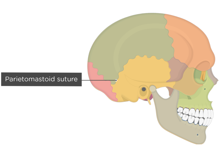 Major sutures of the skull: labeled diagram | GetBodySmart