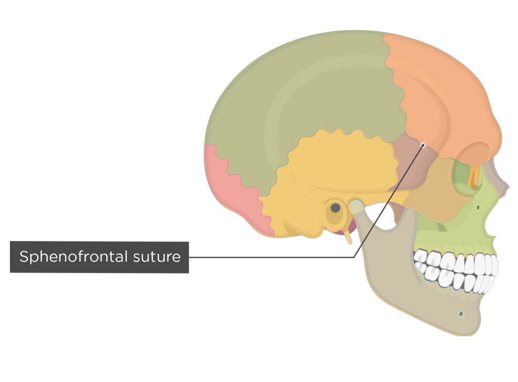 Sutura Frontal Cortical Veins Entering The Superior Sagittal Sinus