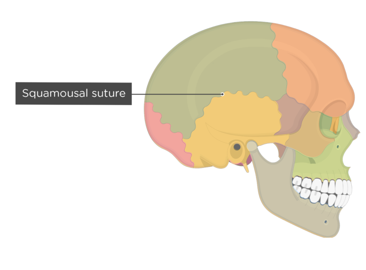 Major sutures of the skull: labeled diagram | GetBodySmart