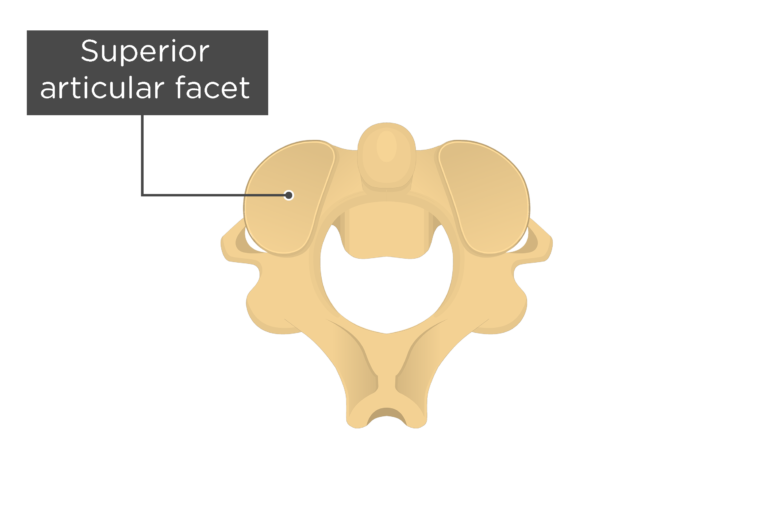 Axis Bone Anatomy | GetBodySmart