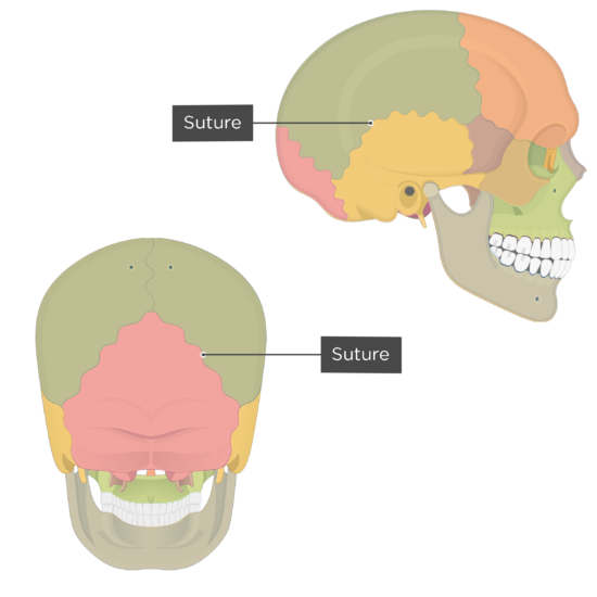 Major sutures of the skull: labeled diagram | GetBodySmart