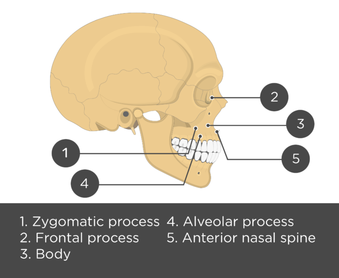 Maxilla bone: anatomy and diagram | GetBodySmart