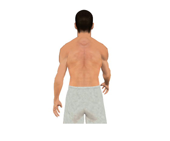 Teres Major Muscle - Attachments, Action & Innervation | GetBodySmart