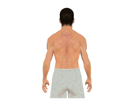 Latissimus Dorsi Muscle: location and function | GetBodySmart