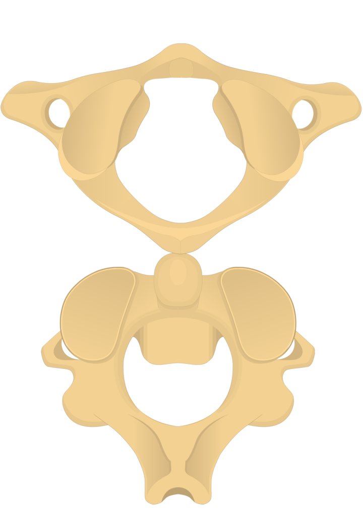 Axis Vertebrae Anatomy