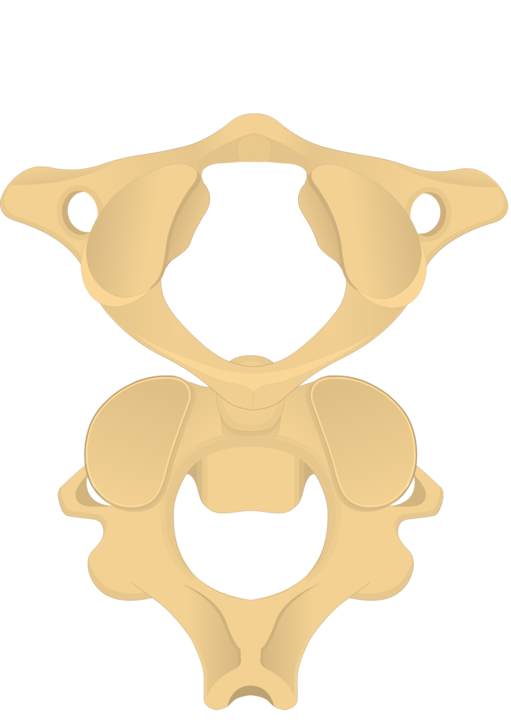 Axis And Atlas Vertebrae Labeled