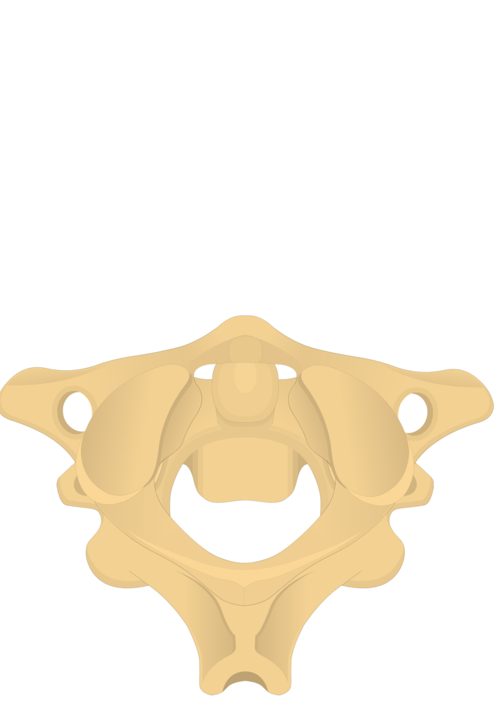 Atlas Vertebra Unlabeled
