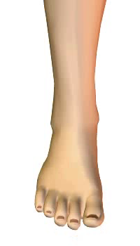 Extensor Digitorum Longus Muscle - Attachments, Actions & Innervation