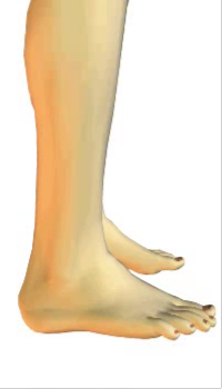 Fibularis (Peroneus) Brevis Muscle - Attachments, Actions & Innervation ...