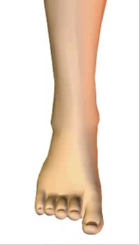 Extensor Digitorum Longus: origin, insertion, action | GetBodySmart