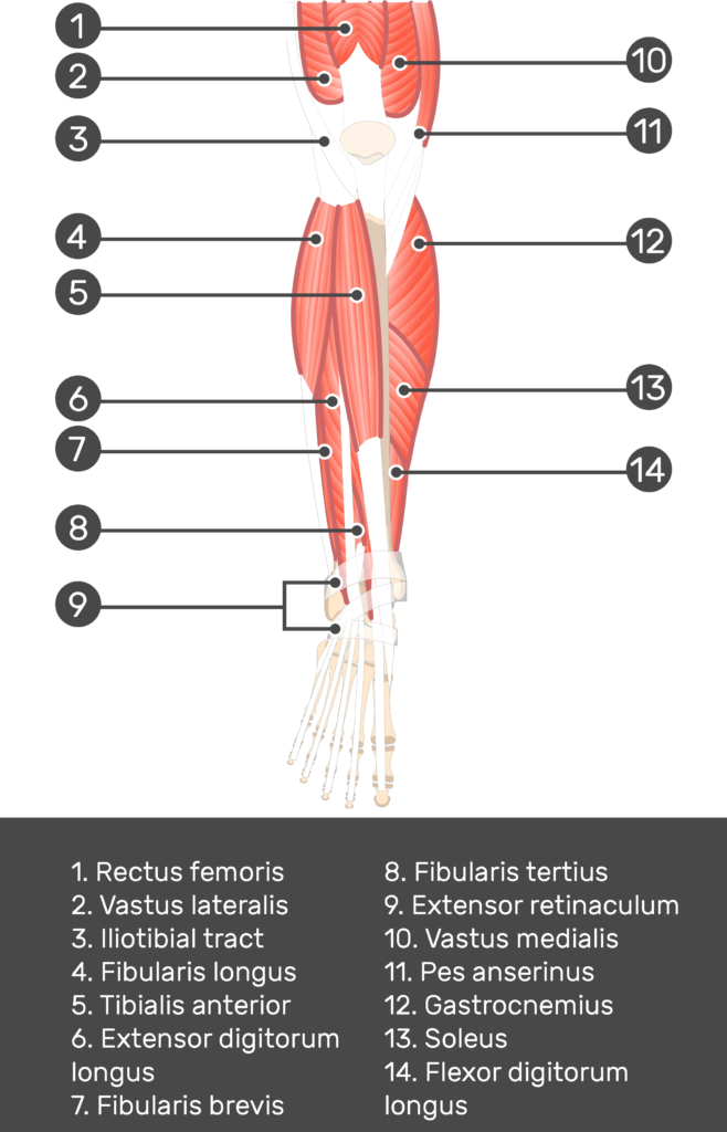 Extensor Hallucis Longus Muscle: origin, insertion, action | GetBodySmart