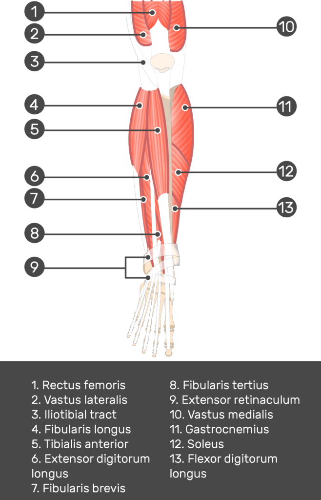 Extensor Hallucis Longus Muscle: origin, insertion, action | GetBodySmart