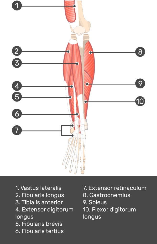 Extensor Hallucis Longus Muscle: origin, insertion, action | GetBodySmart