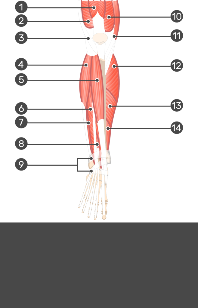 Extensor Hallucis Longus Muscle: origin, insertion, action | GetBodySmart