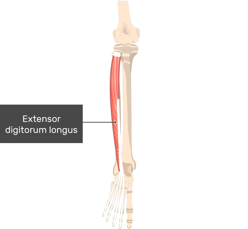 Extensor Digitorum Longus Action Extensor Digitorum Longus Action