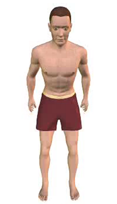 External abdominal oblique muscle | GetBodySmart