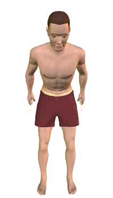 Rectus Abdominis Muscle | GetBodySmart