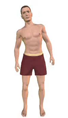 Internal oblique: Origin, insertion and function | GetBodySmart