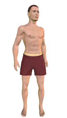 Internal oblique: Origin, insertion and function | GetBodySmart