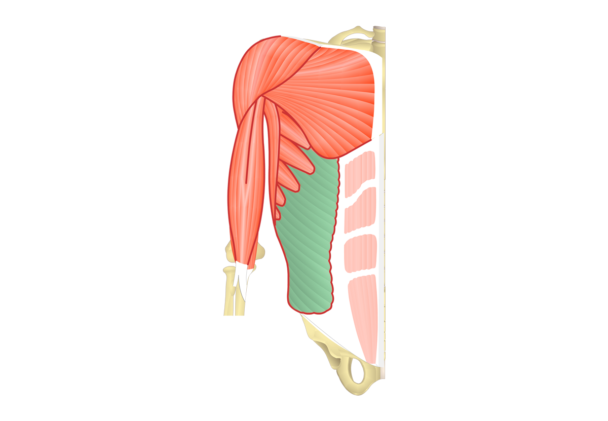 External abdominal oblique muscle | GetBodySmart