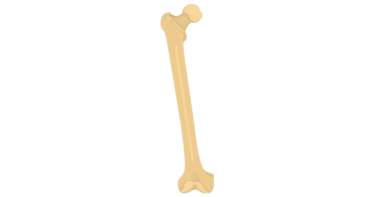 Femur: anatomy and labeled diagram | GetBodySmart