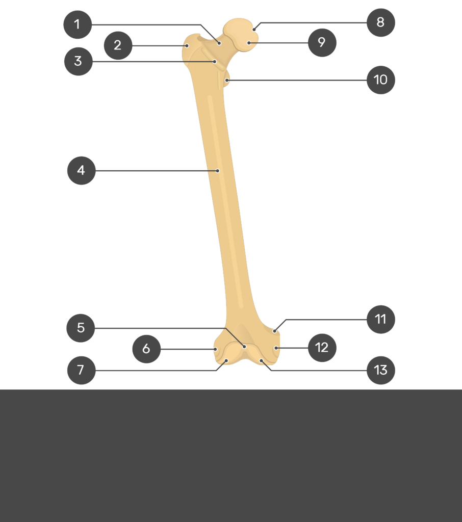 Femur Diagram Unlabeled
