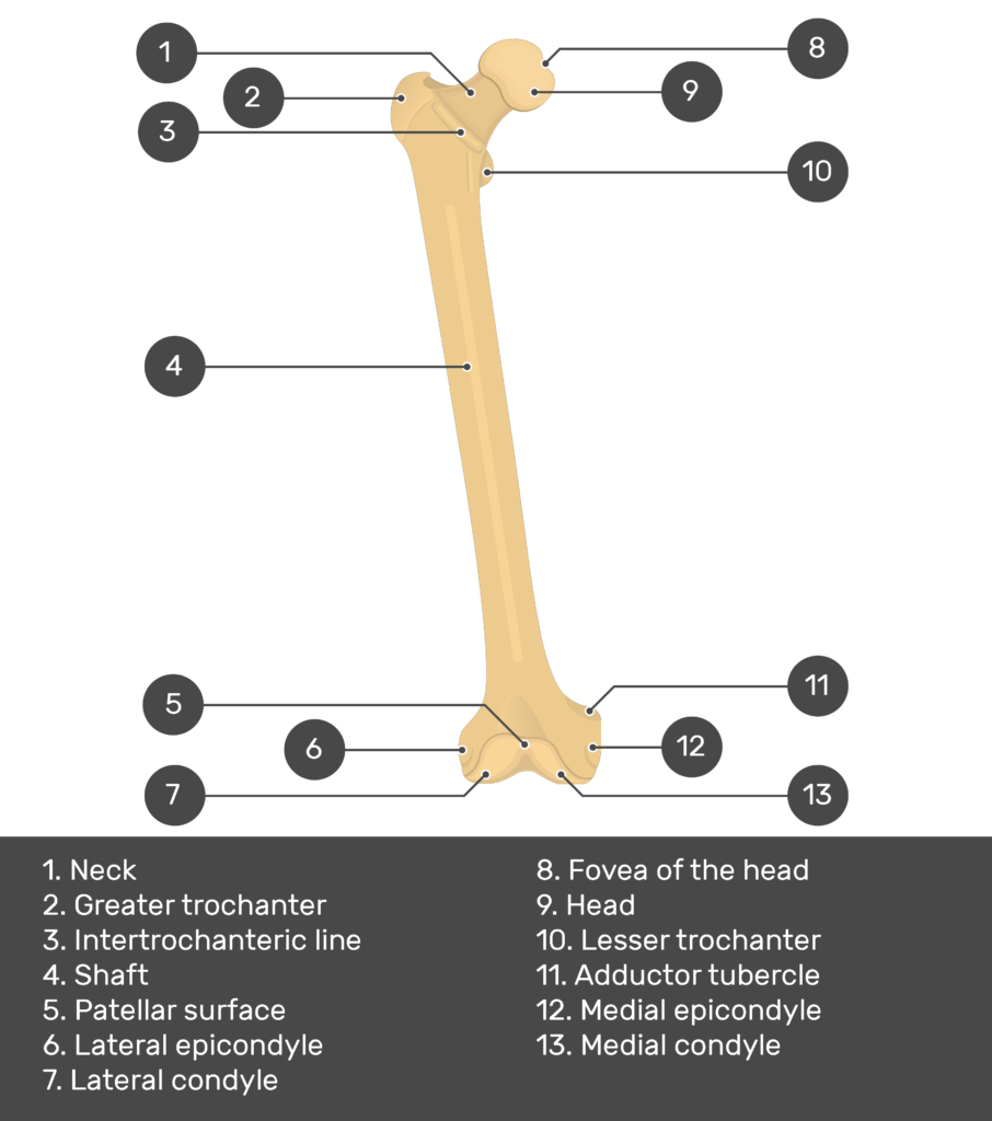Intertrochanteric Line