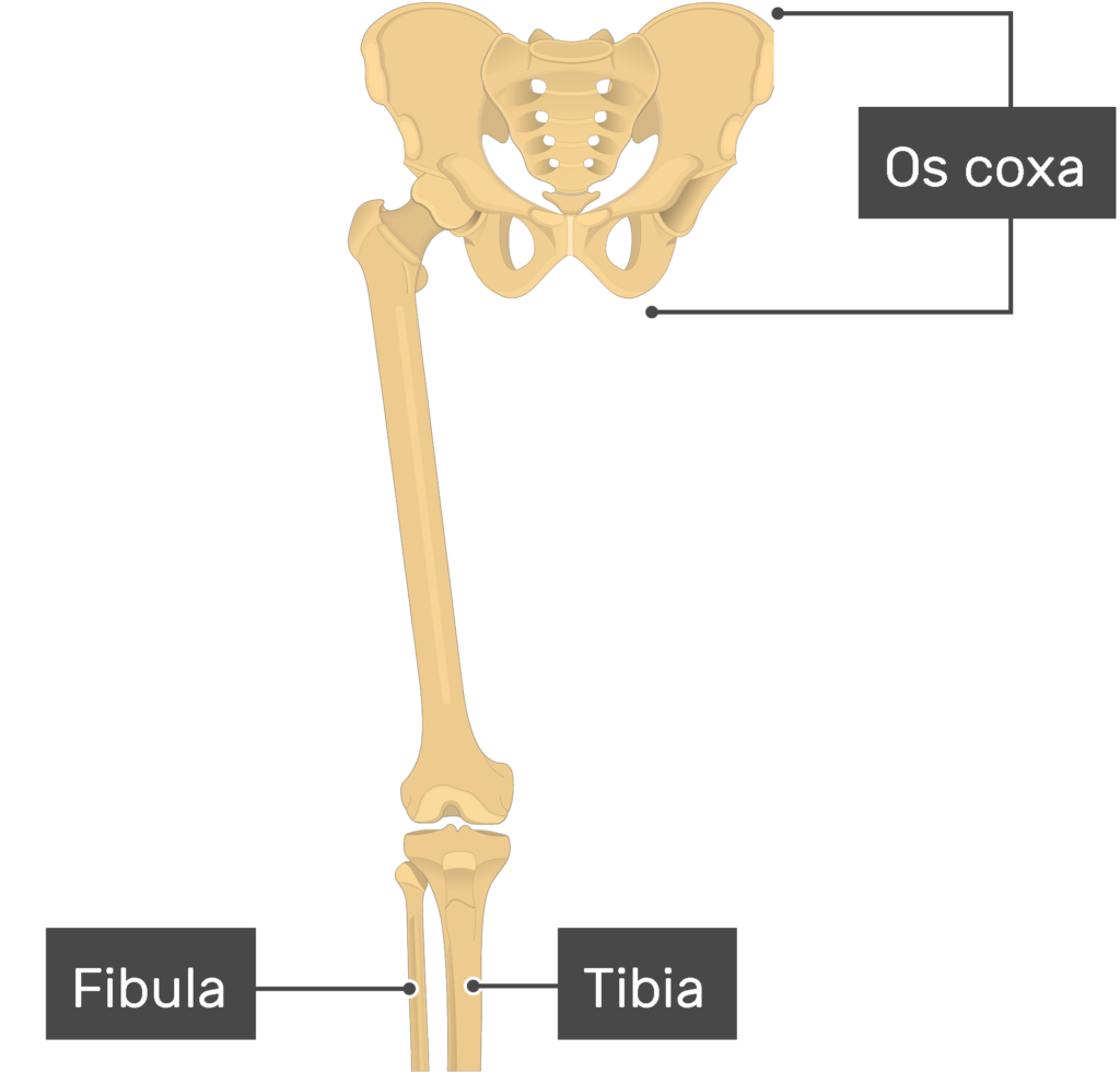 Labeled Femur