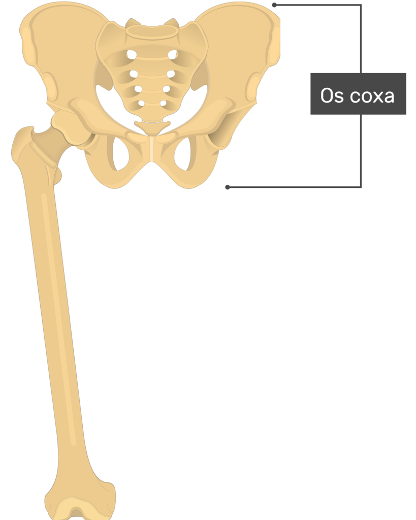 Femur Labeled Anterior View