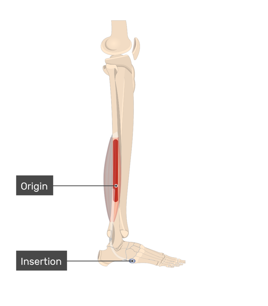 Fibularis (Peroneus) Brevis Muscle - Attachments, Actions & Innervation ...