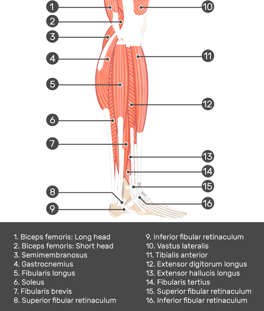 Fibularis Longus Muscle - Attachments & Action | GetBodySmart