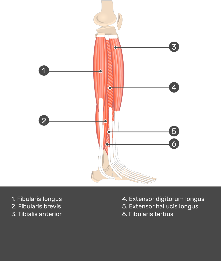 Fibularis Longus