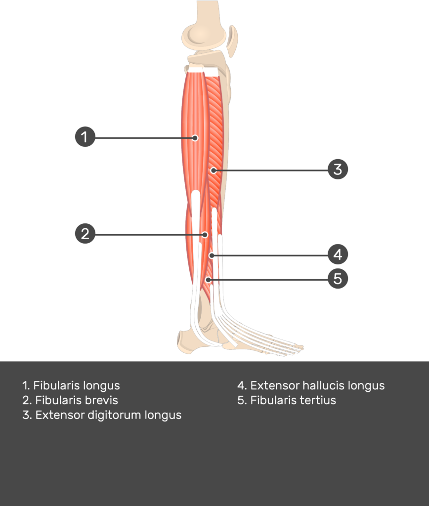 Fibularis Longus Origin And Insertion