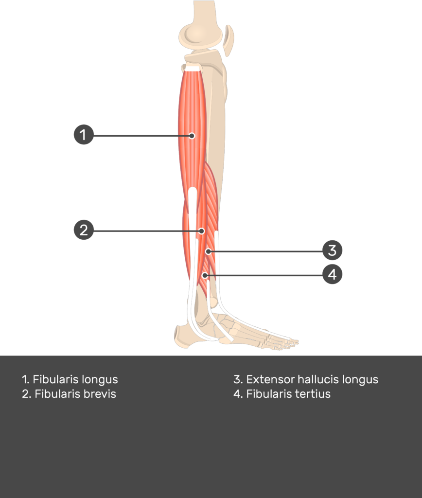 Fibularis Longus Muscle - Attachments & Action | GetBodySmart