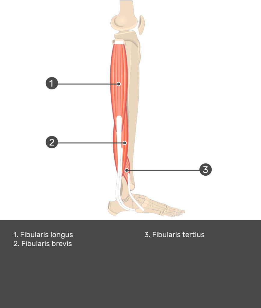 Fibularis (Peroneus) Brevis Muscle - Attachments, Actions & Innervation ...